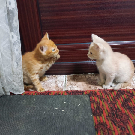 Продается котенок!