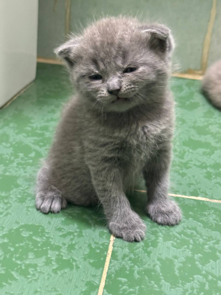 продажа котят