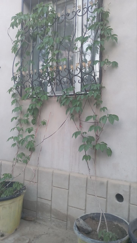 Дикий виноград партеноцисус сатилади.