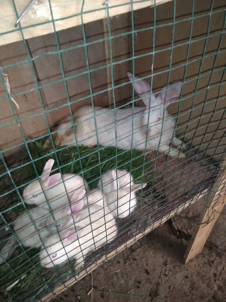 Quyonlar sotiladi 18 ta ona bola va 1ta erke