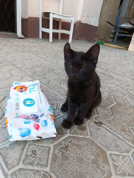 Отдам котят в хорошие руки, проглистованы