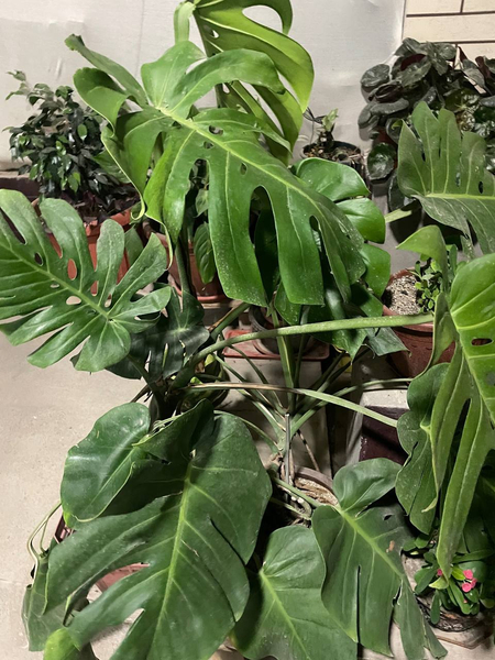 Oʻsimlik monster