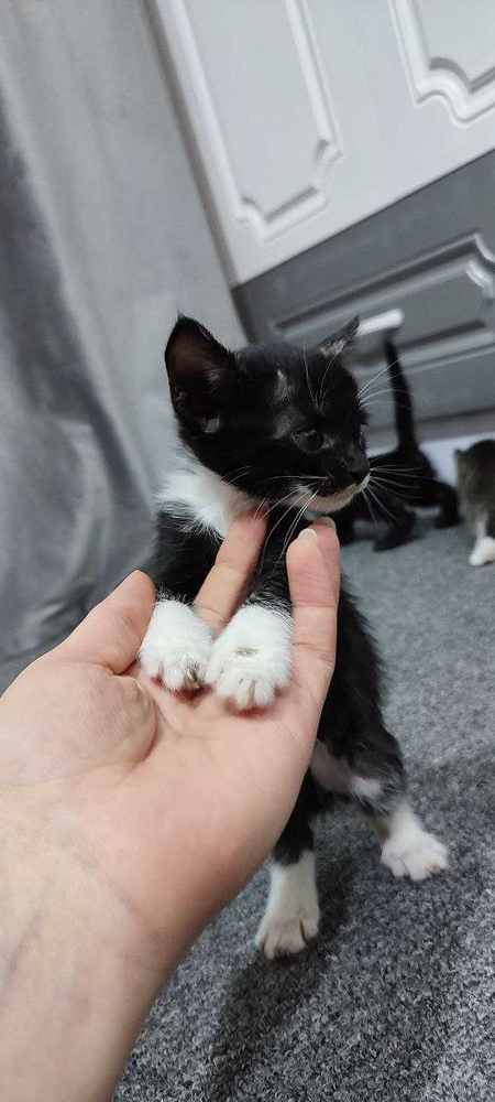В добрые руки отдам котят