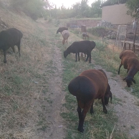 Chorbogni togda boqilgan asl qo'shqorlari