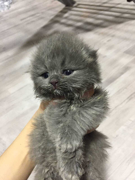 Британские котята фолд