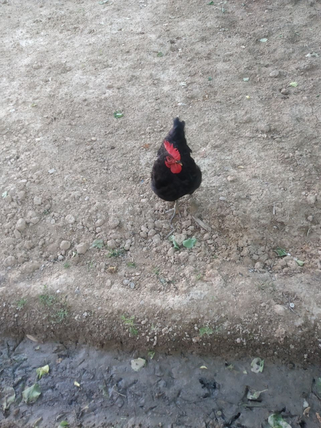 Srochna sotiladi Qora shaxzoda xo'rozlari soni 3 ta