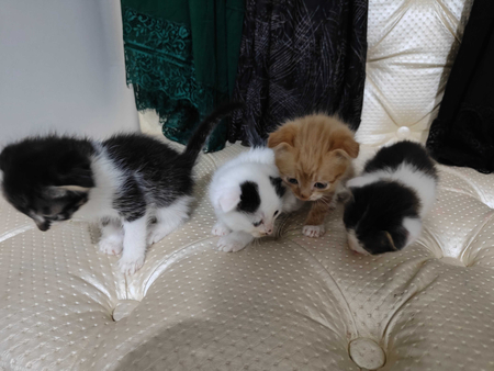 Продаются вислоухие котята