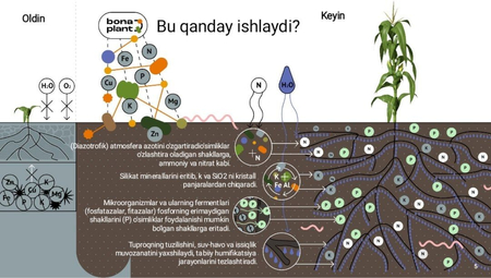 Bio simulyator.O'simlikni tez va sog'lom o'stiruvchi modda#bona pleant