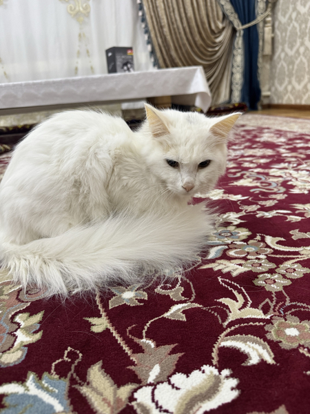 породистый кот