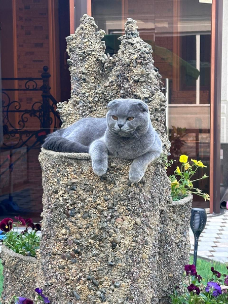 Элитный скоттиш фолд