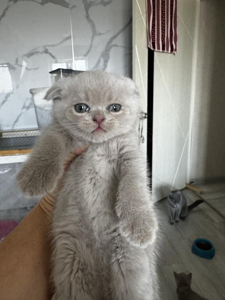 Котята фолд и страйт