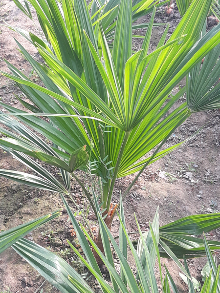 palmalar sotiladi