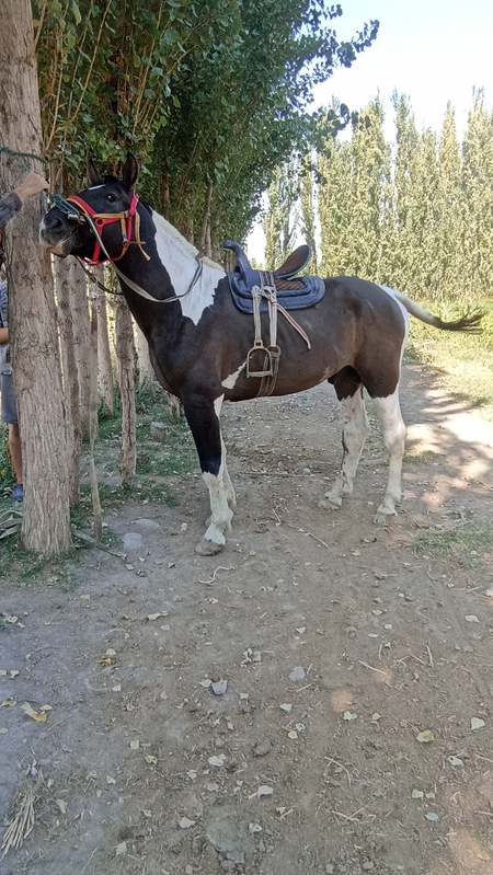 От сотилади 3 йош