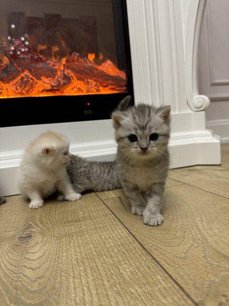Милые котята