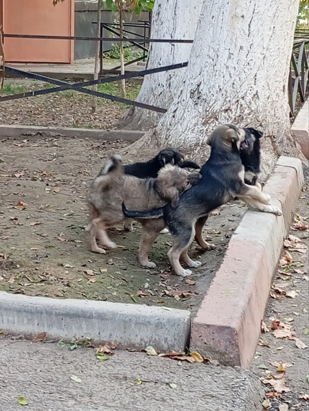 Красивые щенята.