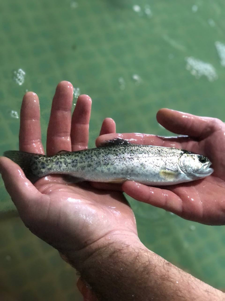 Форель малёк forel maleklari sotladi радужная форель малёк