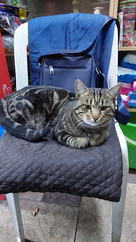 American Shorthair cat cats mushuk