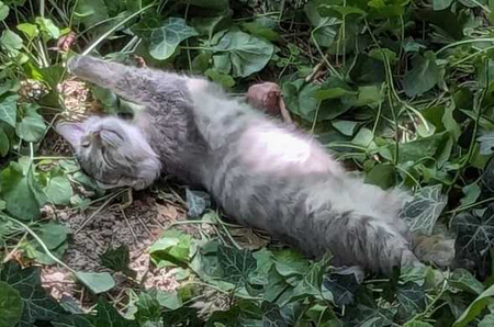 Серый уличный котенок