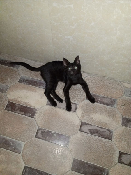Котята а надёжные руки
