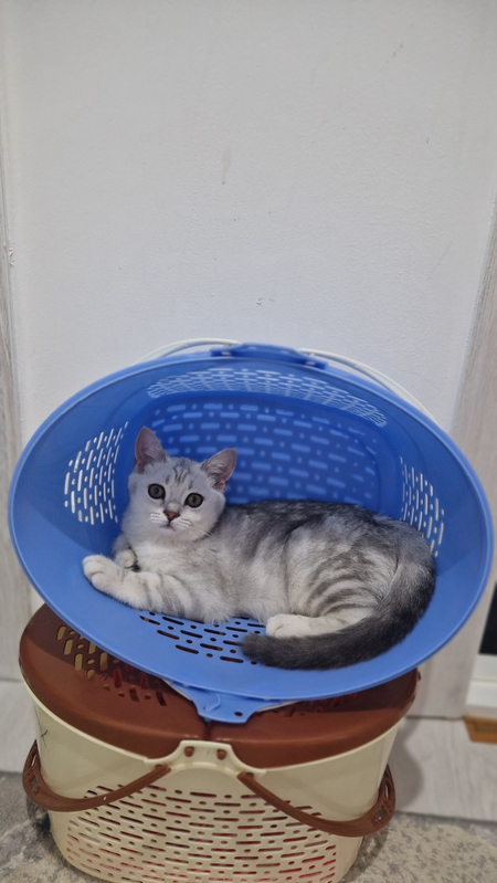 Мушук зотли кошка котик котёнок серебристая шиншилла киз угил бор