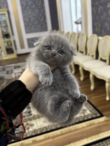 Плюшевые фолдики с набивной шубкой