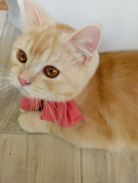 Шотландский котёнок 4 мес. мальчик