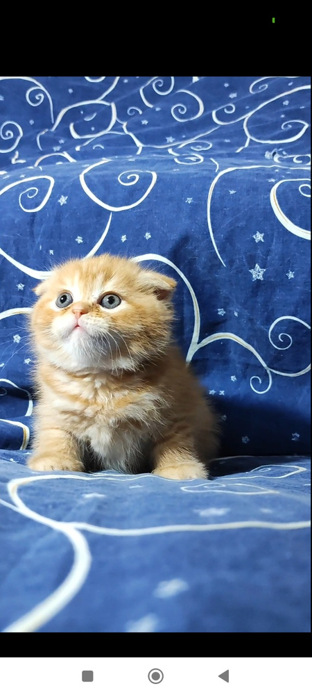 Скоттиш фолд и скоттиш страйт