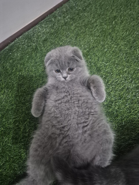Мушук зотдор скоттиш-фолд угил