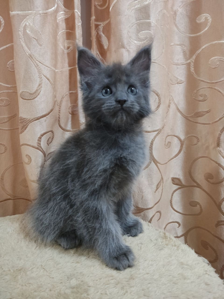 Мейн Кун девочка