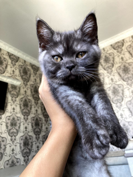 Котята пол 3 девочка  и 1 мальчик 1.5 месяц