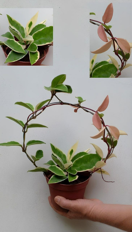 Хойя (Hoya Crimson Queen). Цветы для дома и офиса. Вариегатные хойи.