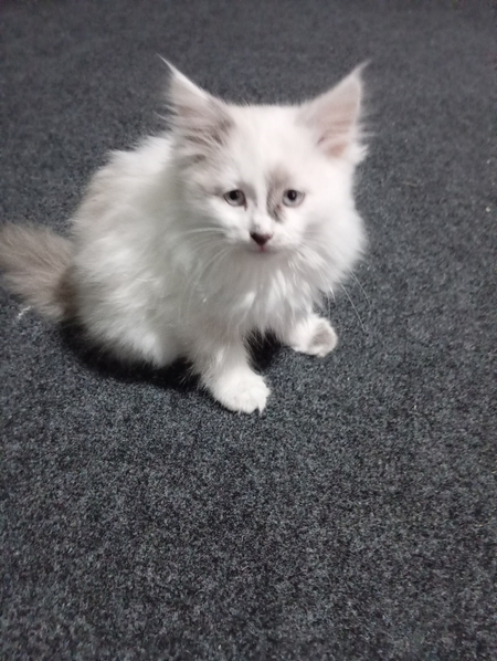 Mushukcha sotiladi     Продам Котëнюк