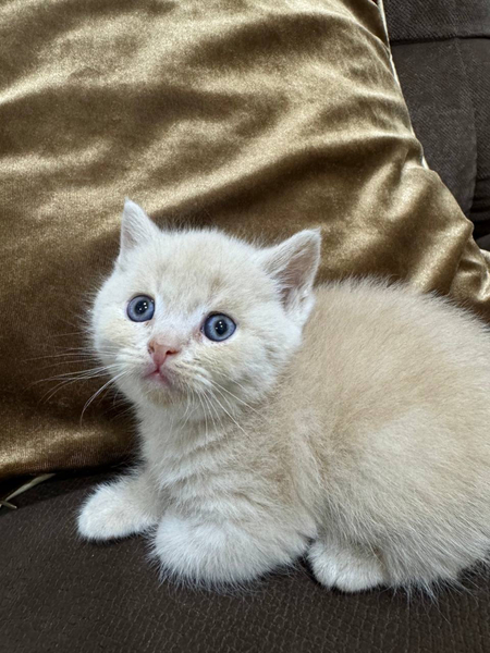 Продаётся котенок