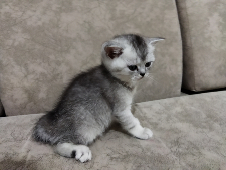 Вязка кот скоттиш страйт