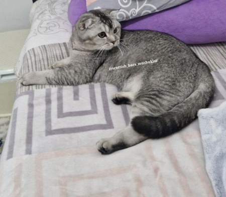 Мушук зотдор,кошка Скоттиш фолд шиншилла
