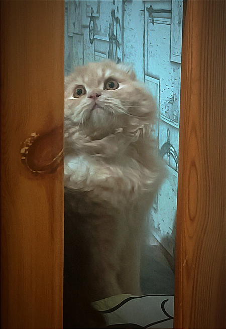 Scottish highland fold