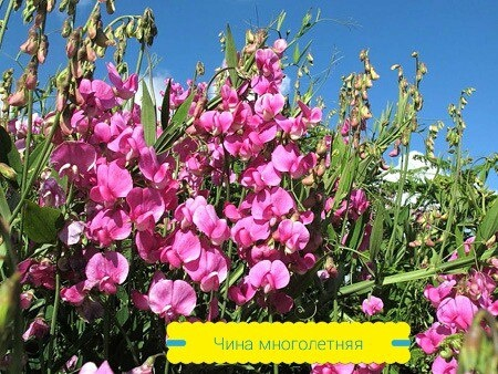 Чина.Многолетник.