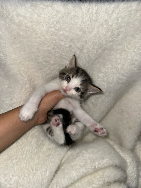 Продаю котят, Скоттиш Страйт