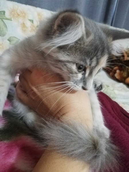 Mushukchalar, Котята