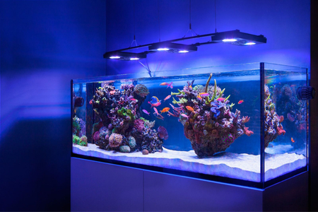 Akvarium tozalash xizmati / Чистка аквариума
