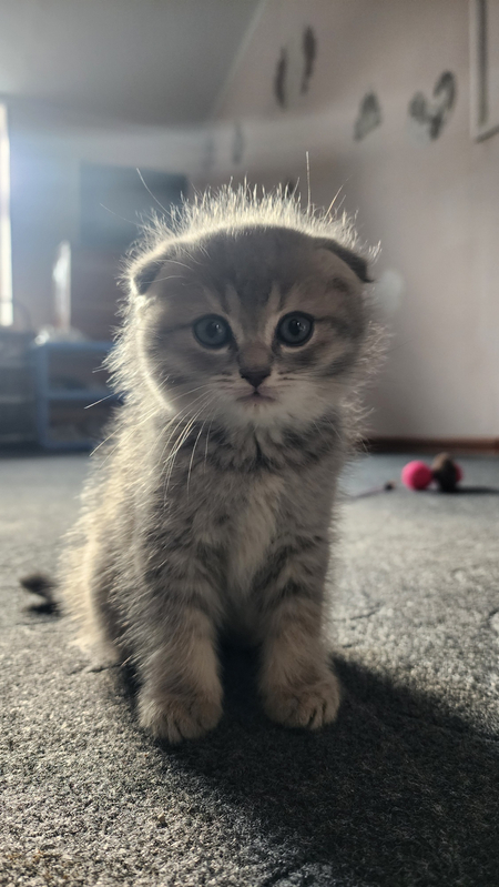 Кошки породы Scottish fold highland и Scottish straight.