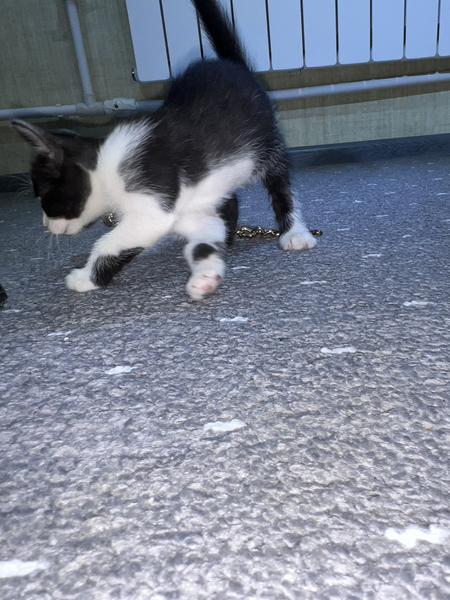 Котята в добрые руки, Ц-4