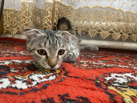 котенок скоттиш страйт мама фолд папа страйт очень умная игривая
