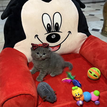 Котёнок, зотдор мушукчалар