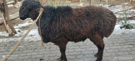 Qoylar sotiladi halol poikza boqilgan