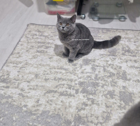 Мушук зотдор котёнок  Британский