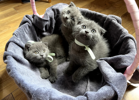 Вислоухие котята