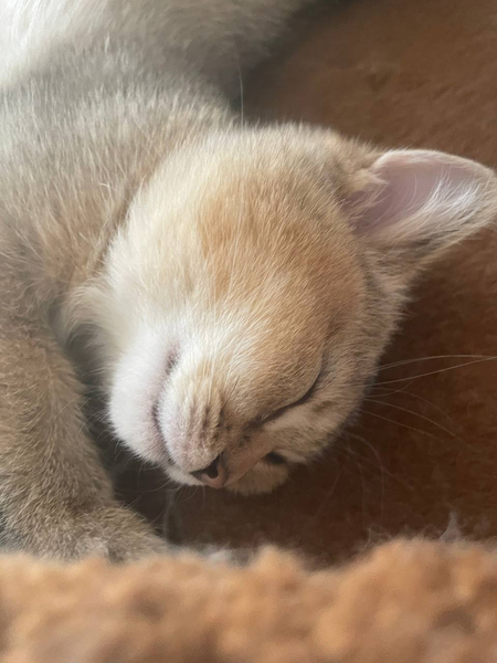 Котенок породистый