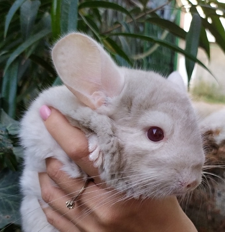 Шиншилла