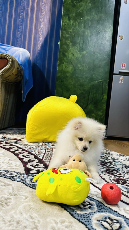 Померанский шпиц $500